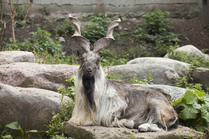 American hunts Markhor for Rs 20million - The Asian Mirror