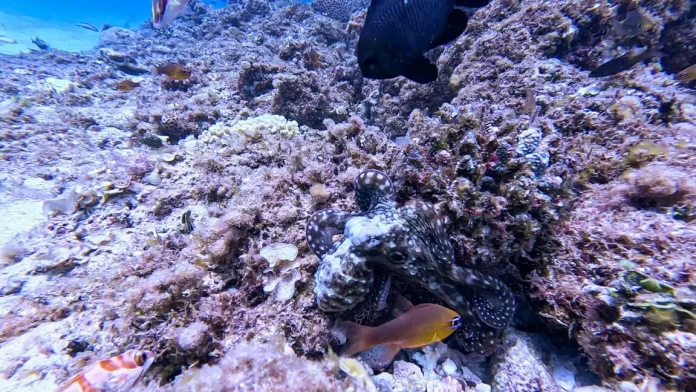 WATCH: Octopus punches Fish in the face - The Asian Mirror